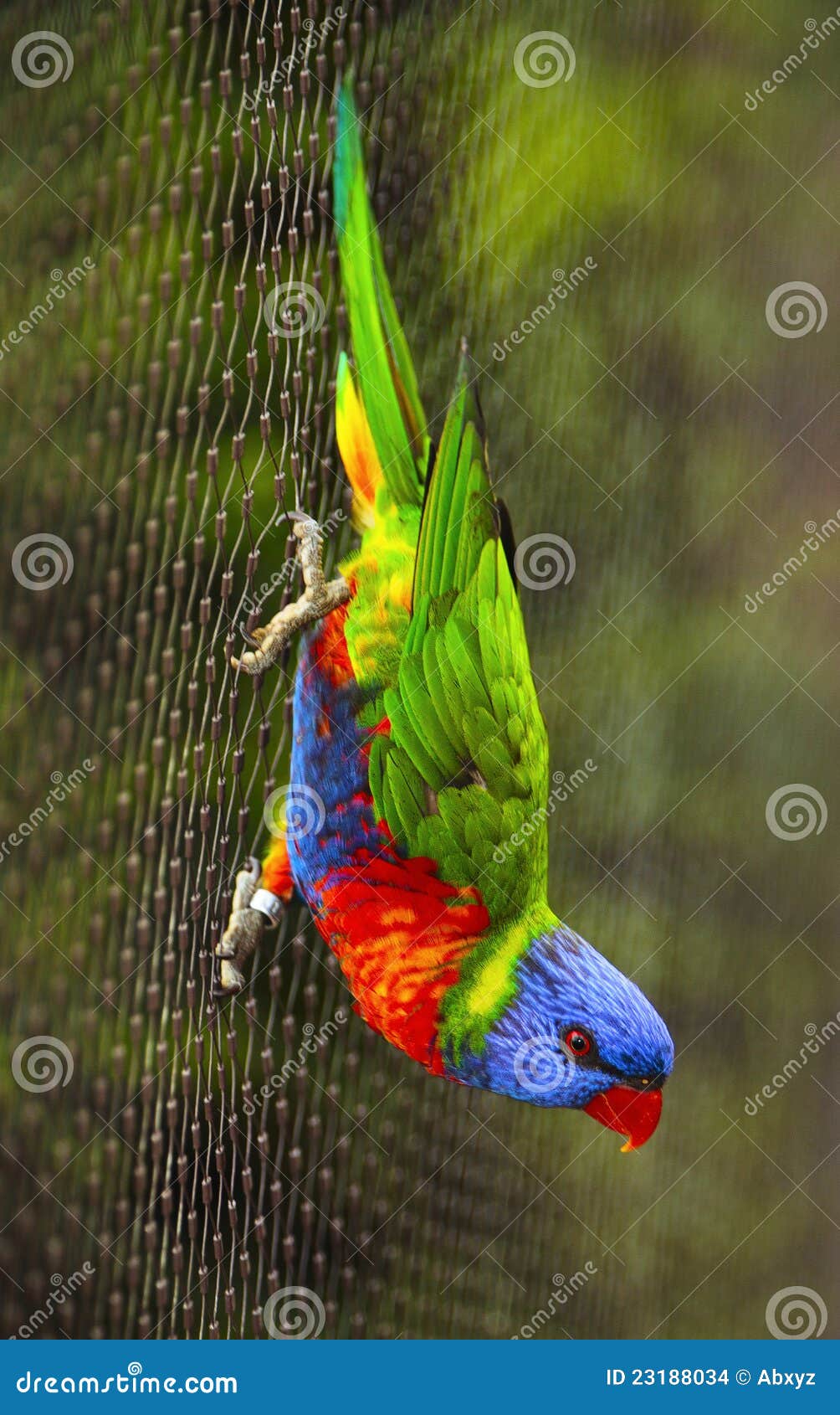 Sunset Lorikeet stock photo. Image of orange, animal - 23188034