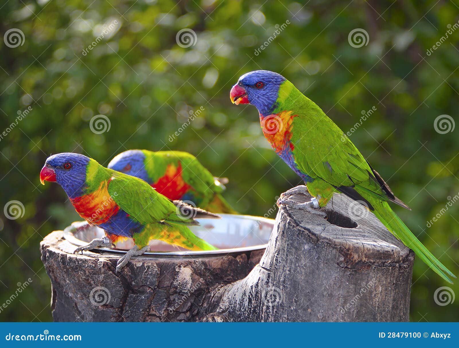 Sunset Lorikeet stock photo. Image of tropical, closeup - 28479100