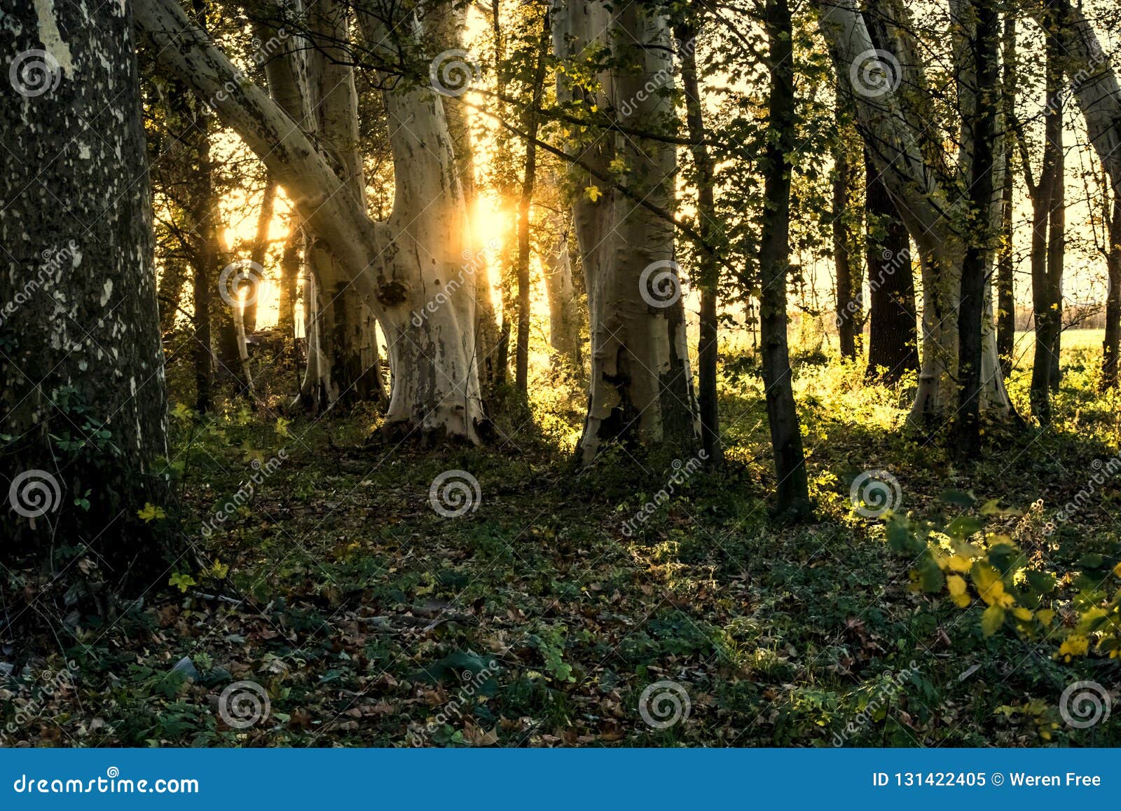 Sunset in a magical forest stock image. Image of fall - 131422405