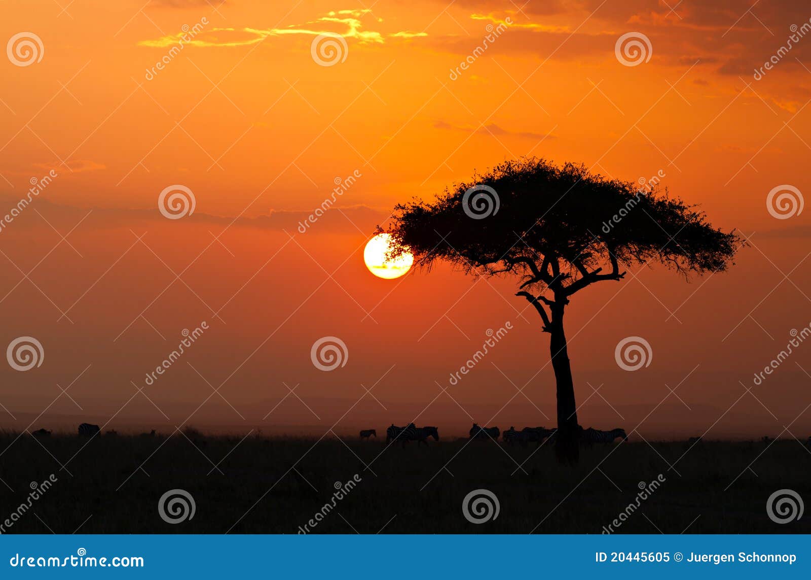 Sunset in the Masai Maria National Reserve Stock Image - Image of thorn ...
