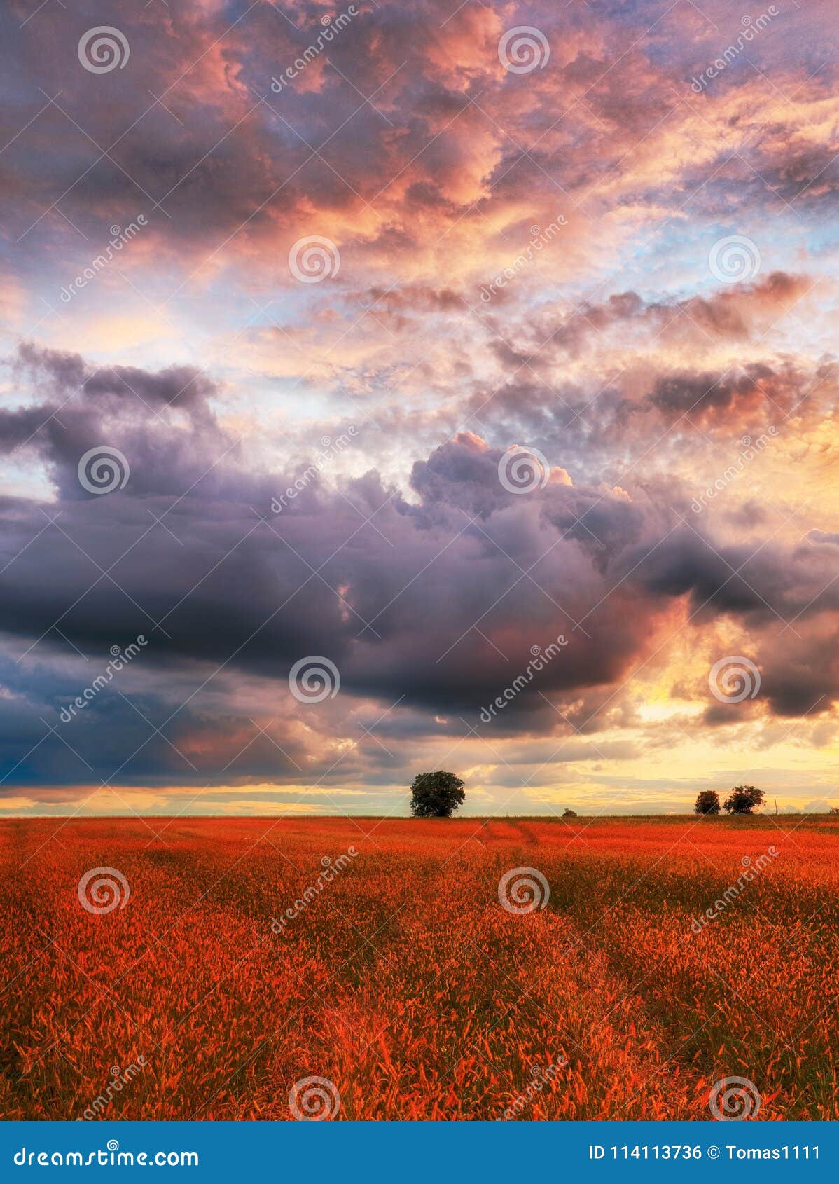 Sunset meadow stock photo. Image of nature, sink, prairie - 114113736