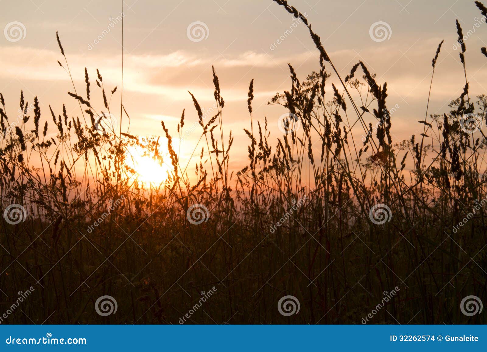 Sunset in the Meadow in Midsummer Night Stock Photo - Image of rural ...