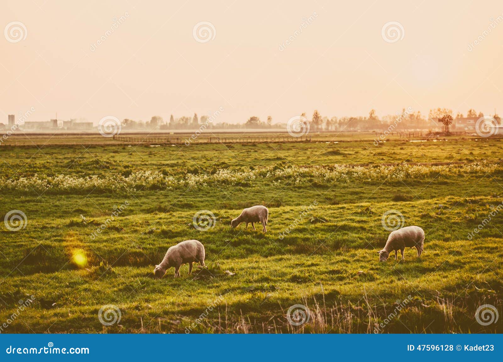 Sunset at the Meadow with Sheep Stock Photo - Image of young, christmas ...
