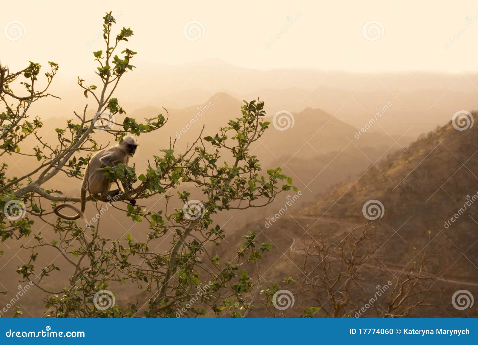 Sunset and monkey stock photo. Image of monkey, peace - 17774060