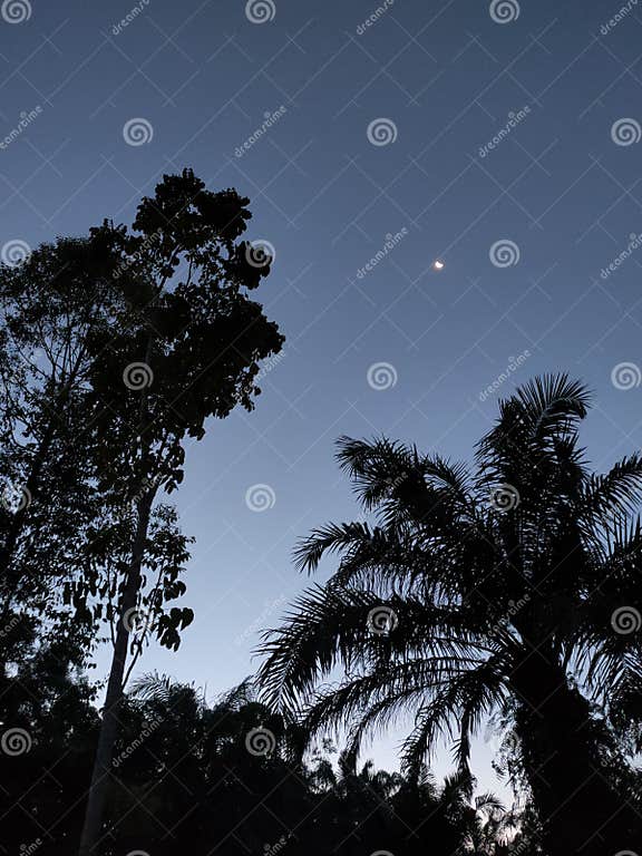 Sunset Moon Afternoon Tree Aesthetic Stock Photo - Image of afternoon ...