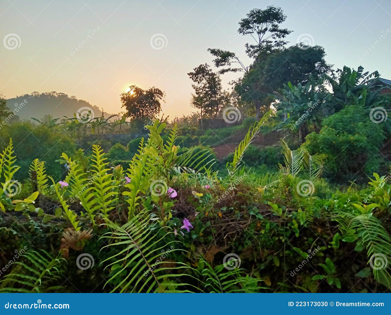 Sunset Morning Jungle Tree Green Mountain Stock Photo - Image of tree ...