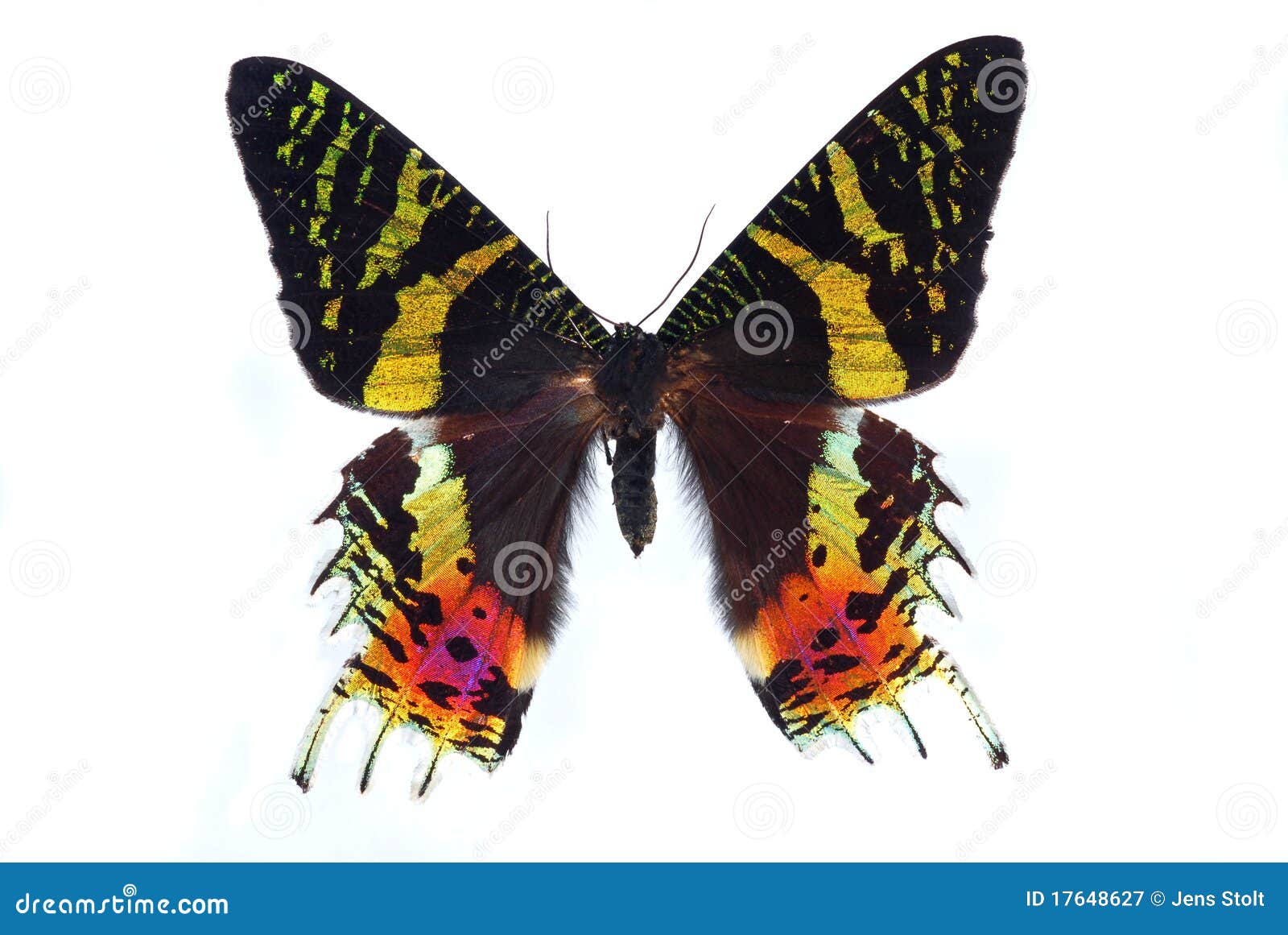 Sunset Moth stock image. Image of nature, path, animal - 17648627