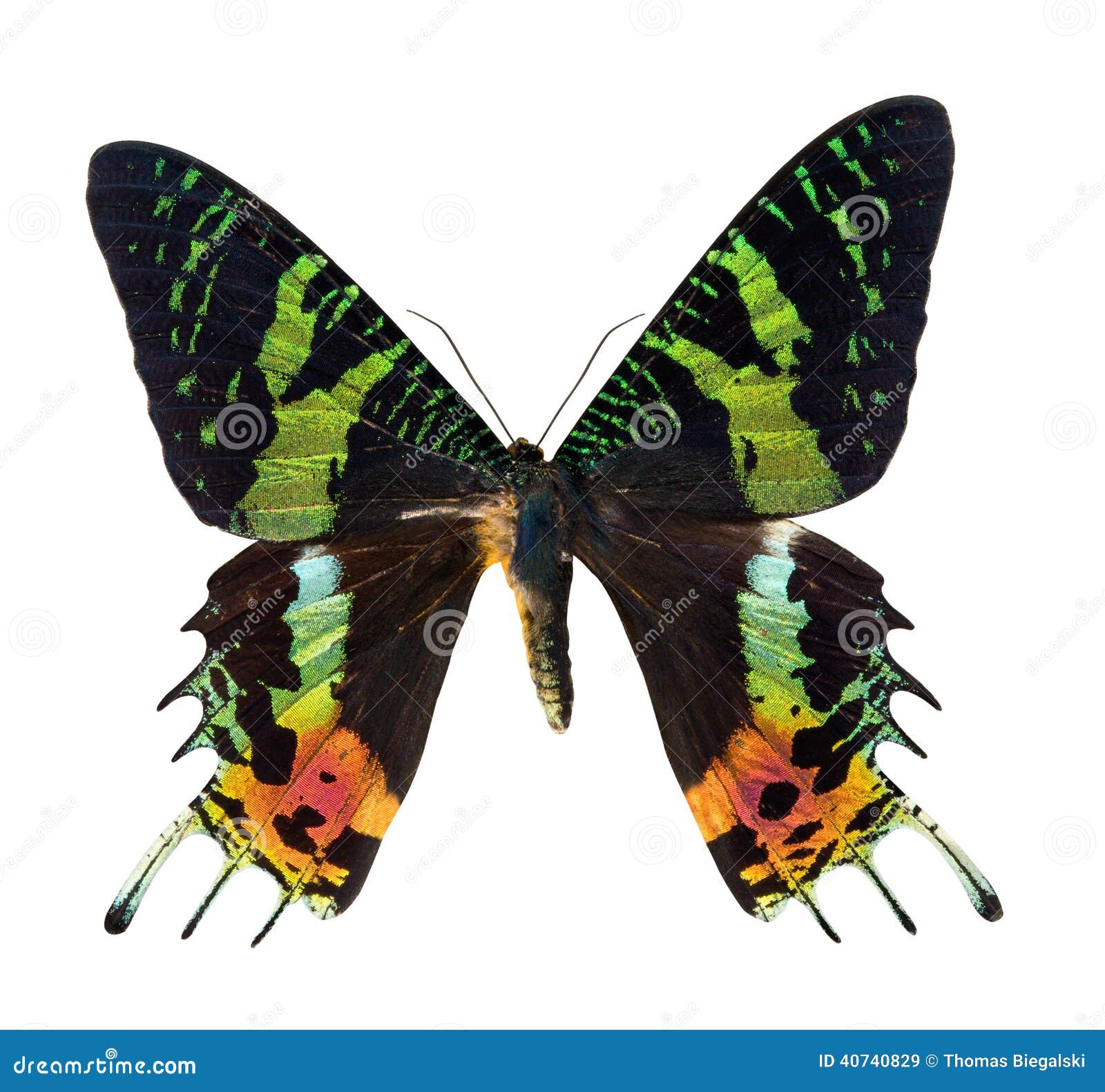 Sunset moth stock image. Image of white, orange, blue - 40740829