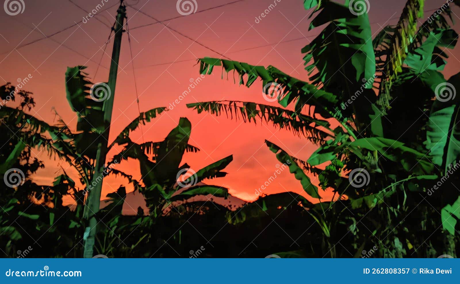 Sunset Mountain Banana Tree Tangled Power Cable Sun Cloud Stock Image ...