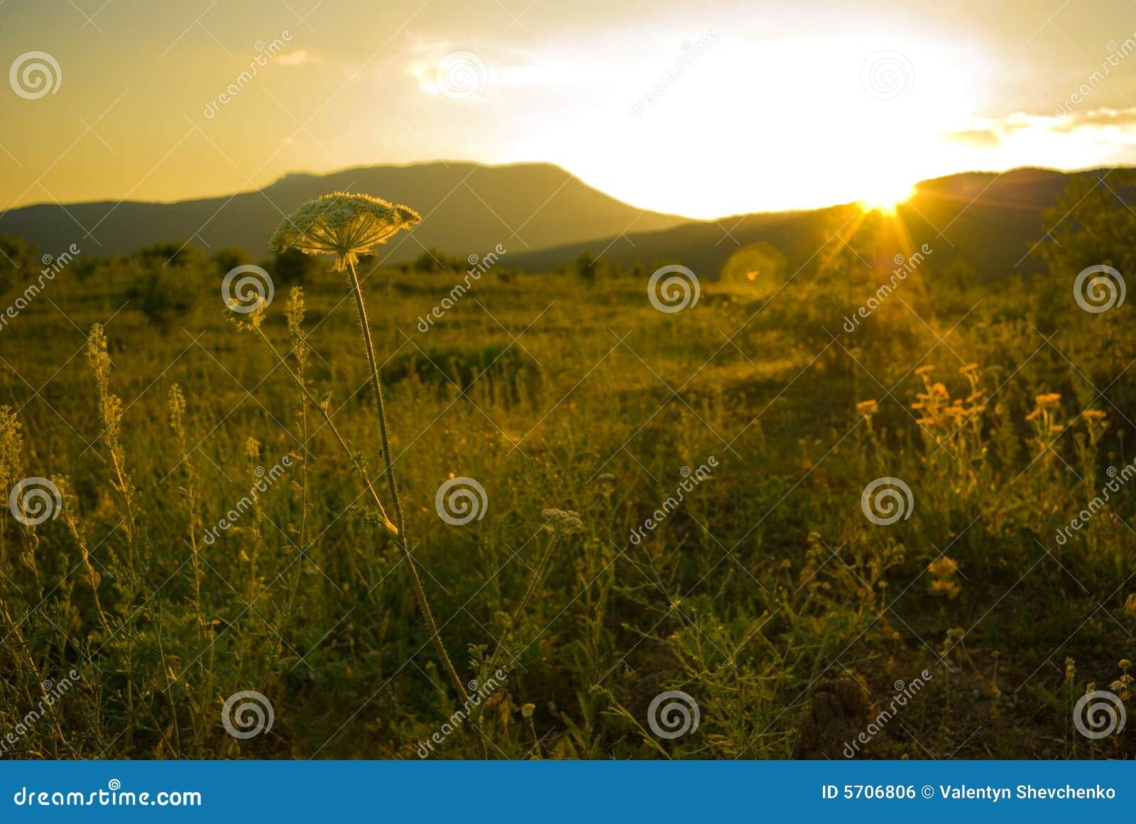 Sunset in the Mountain with a Flower Stock Photo - Image of color ...