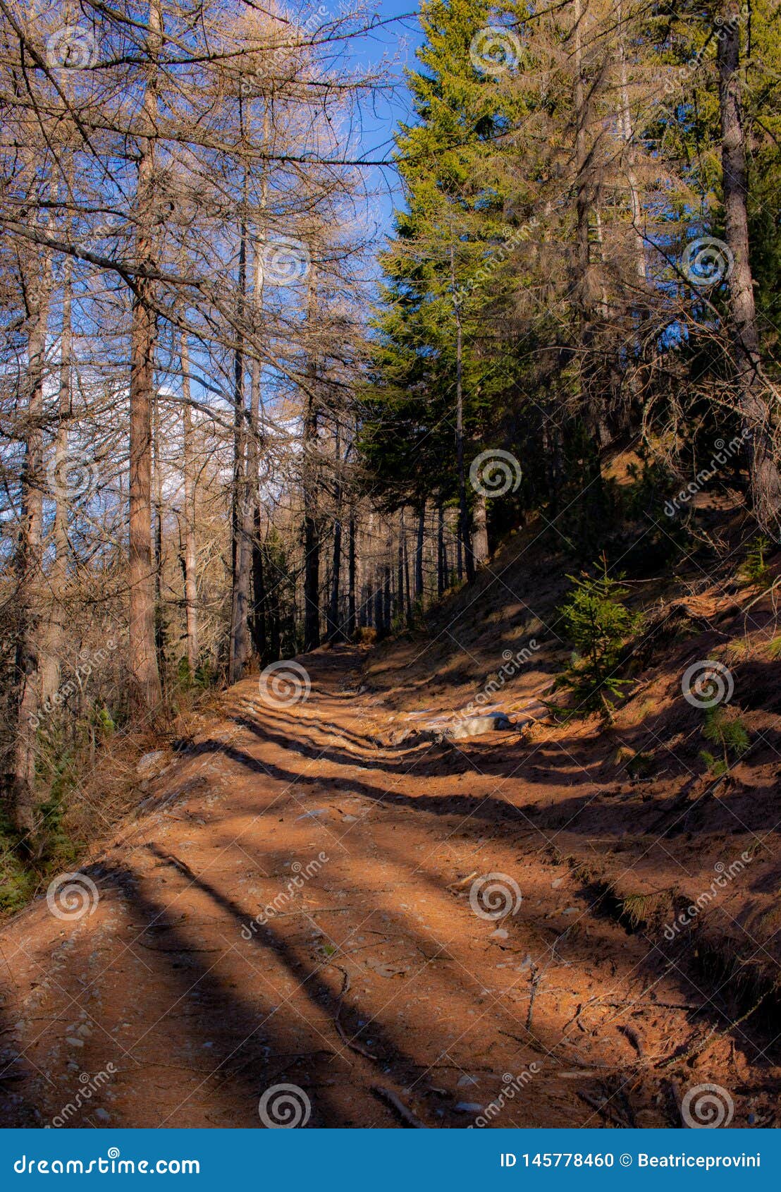 Sunset Mountain Road in the Forest Stock Photo - Image of autumn ...