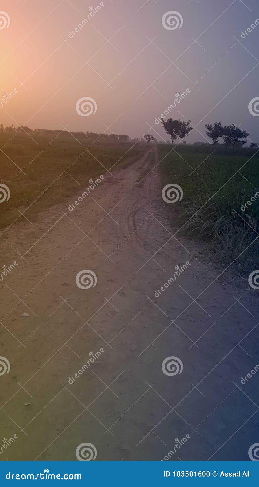 Sunset muddy road stock photo. Image of road, nature - 103501600