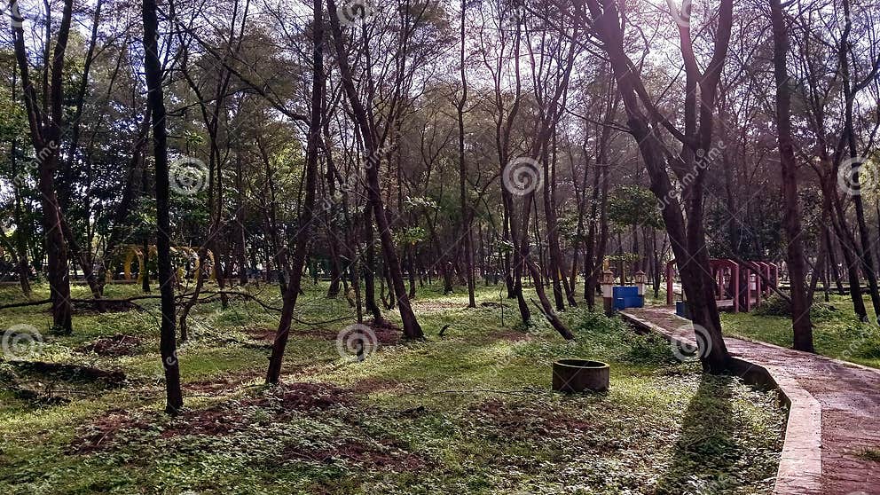 Sunset on my backyard stock photo. Image of sunlight - 353882900