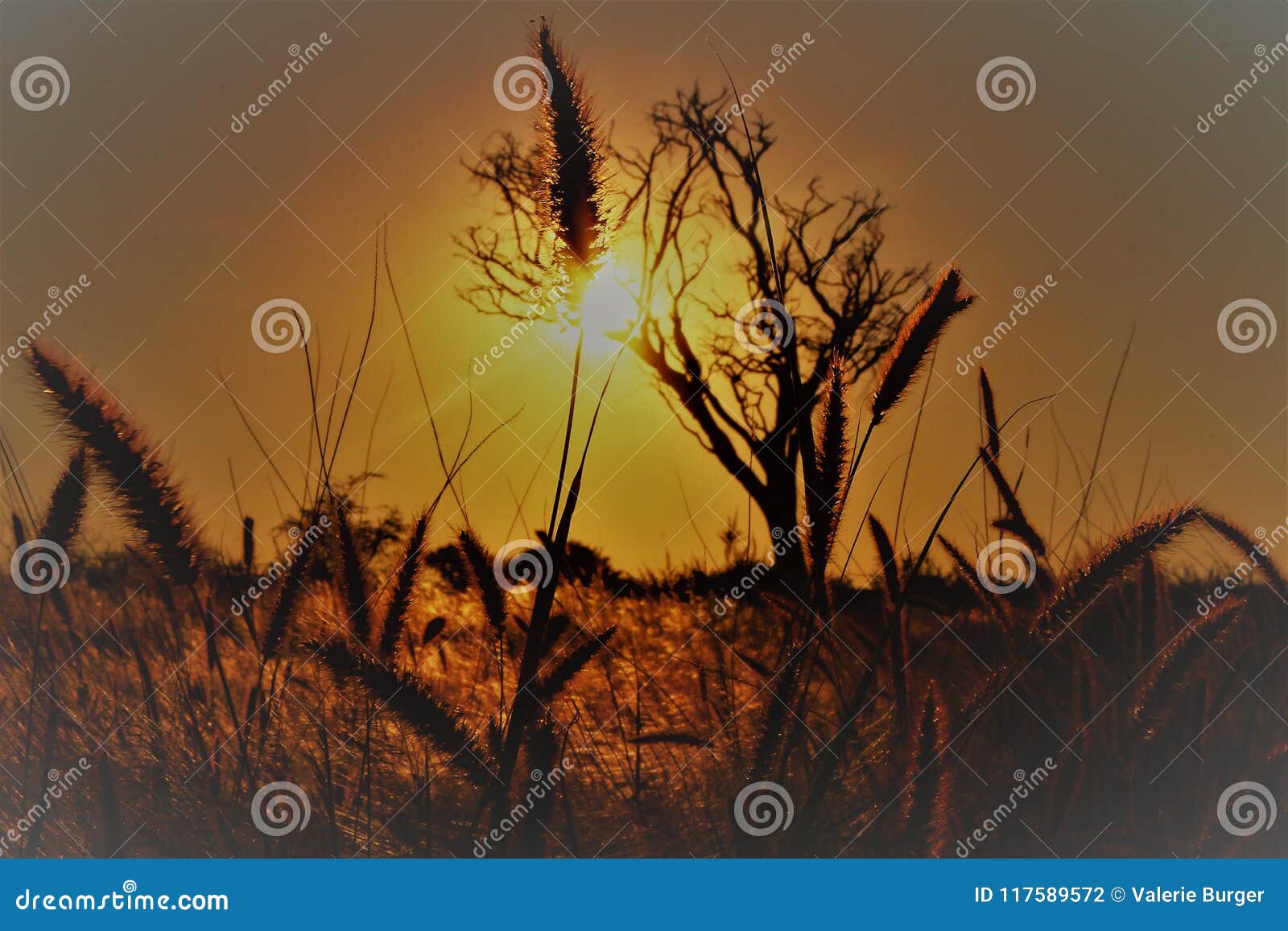 Bushfield Sunset Stock Photos - Free & Royalty-Free Stock Photos from ...