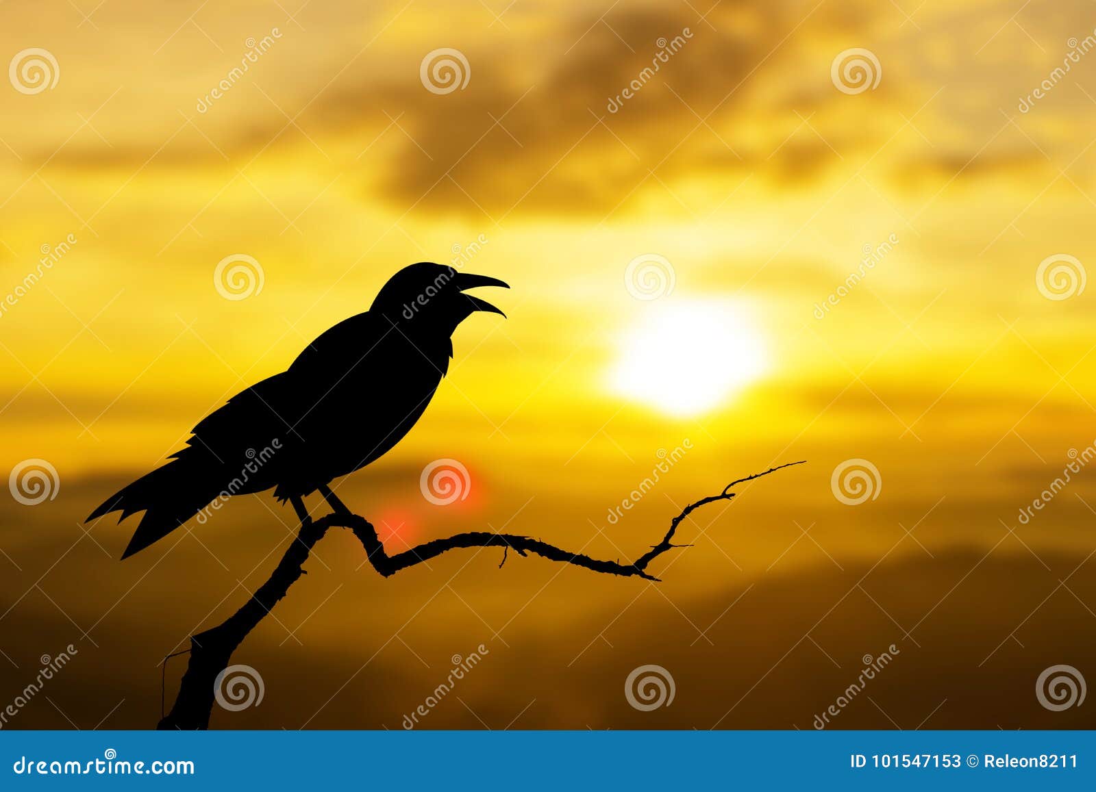 Sunset nature crows birds stock image. Image of beautiful - 101547153