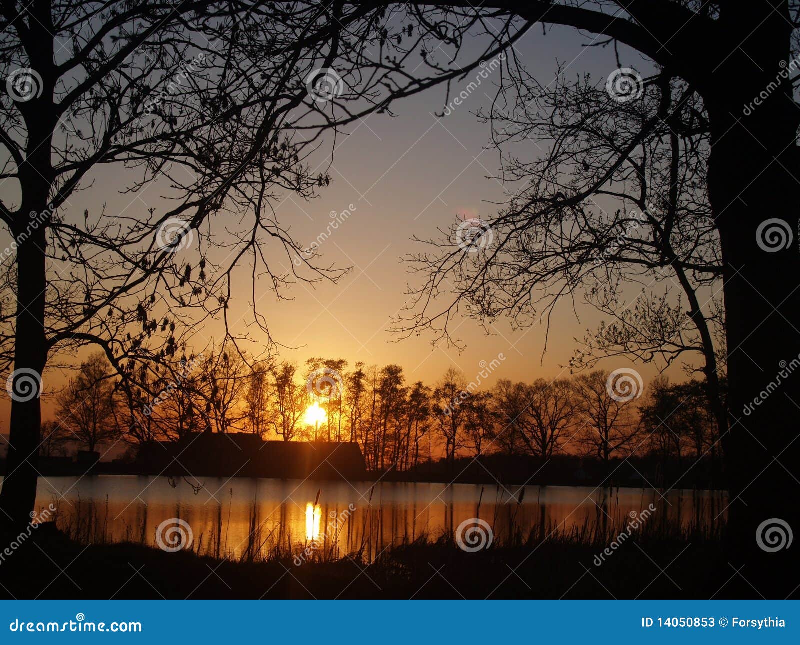 Sunset near pond stock image. Image of trees, pond, watertable - 14050853