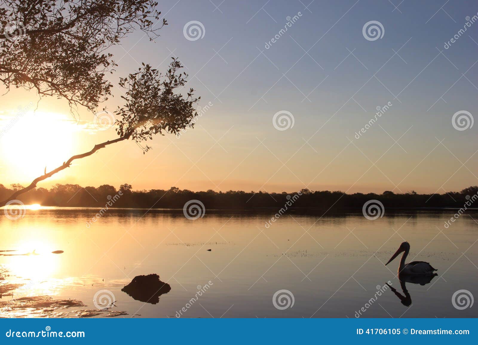 Sunset at Noosa River stock image. Image of animal, australia - 41706105