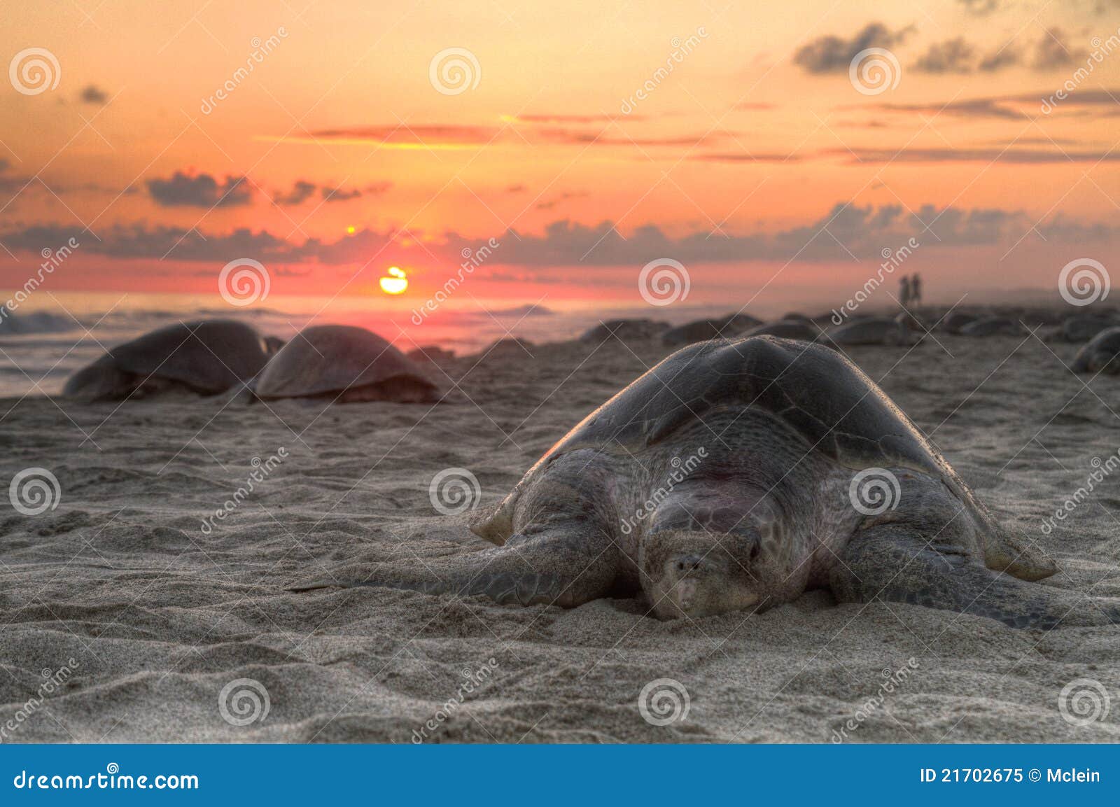 Sunset ocean turtle stock image. Image of dawn, wonderful - 21702675