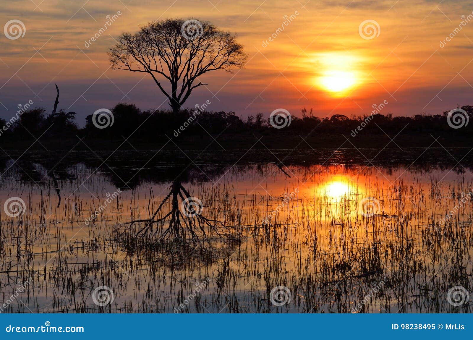 Sunset in the Okavango Delta at Sunset, Botswana Stock Image - Image of acacia, reflection: 98238495