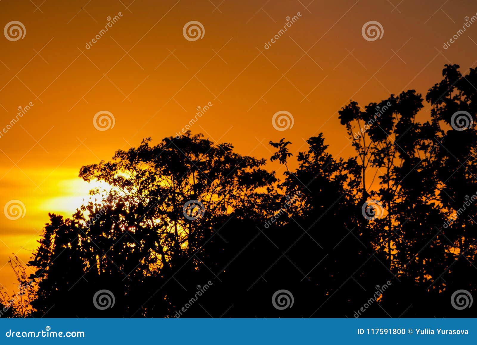 Sunset Orange Light and Tree Silhouette Stock Photo - Image of color ...