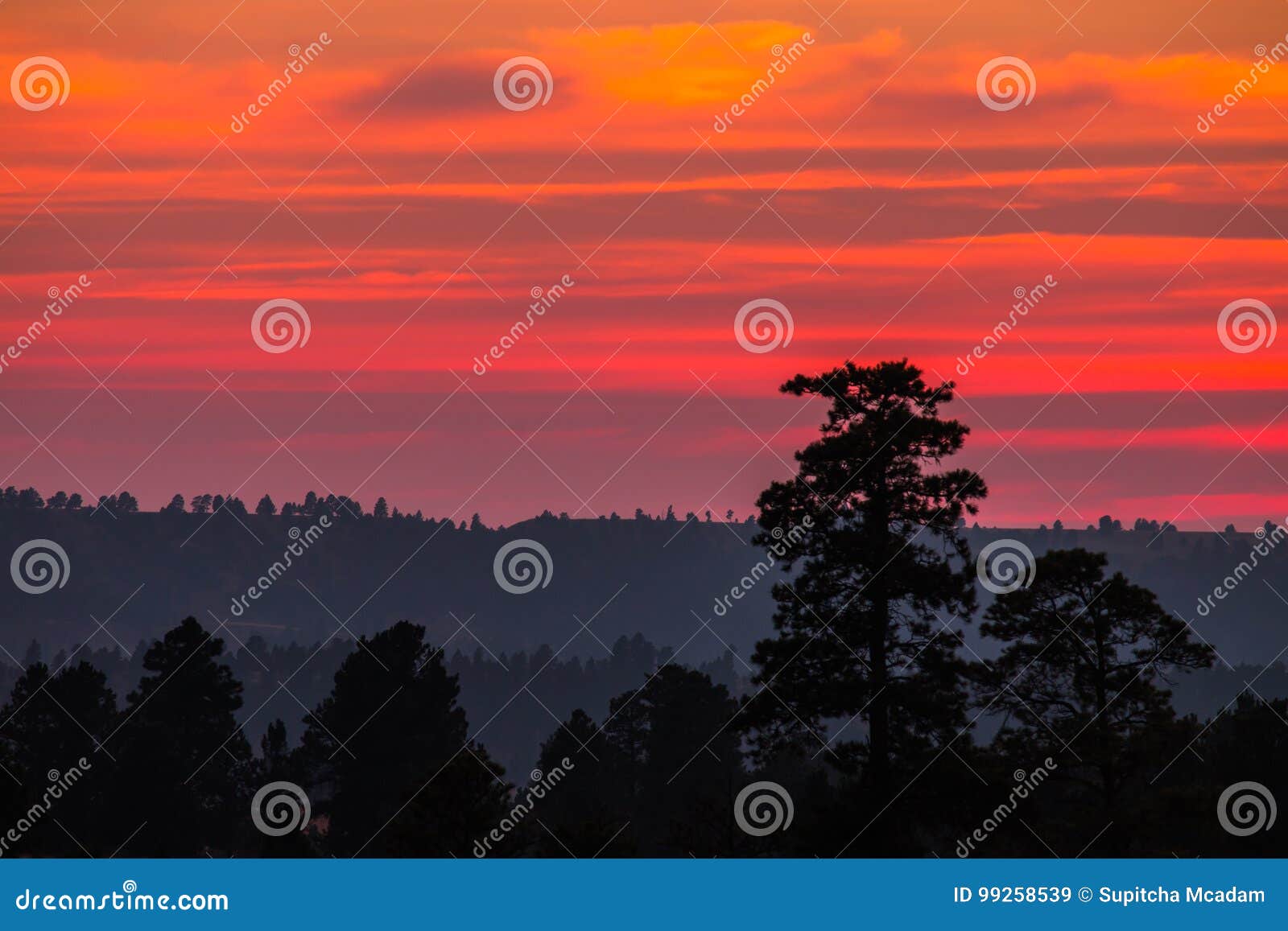 Beautiful Sunset with Orange and Red Clouds Behind Pine Trees Stock ...