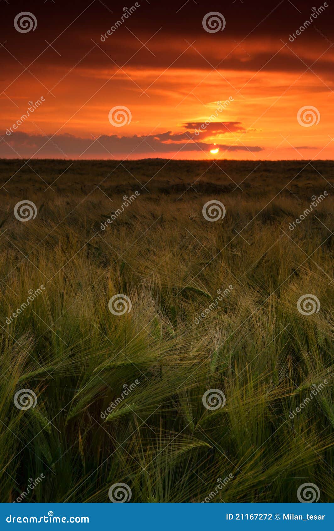 Sunset over barley field stock photo. Image of field - 21167272