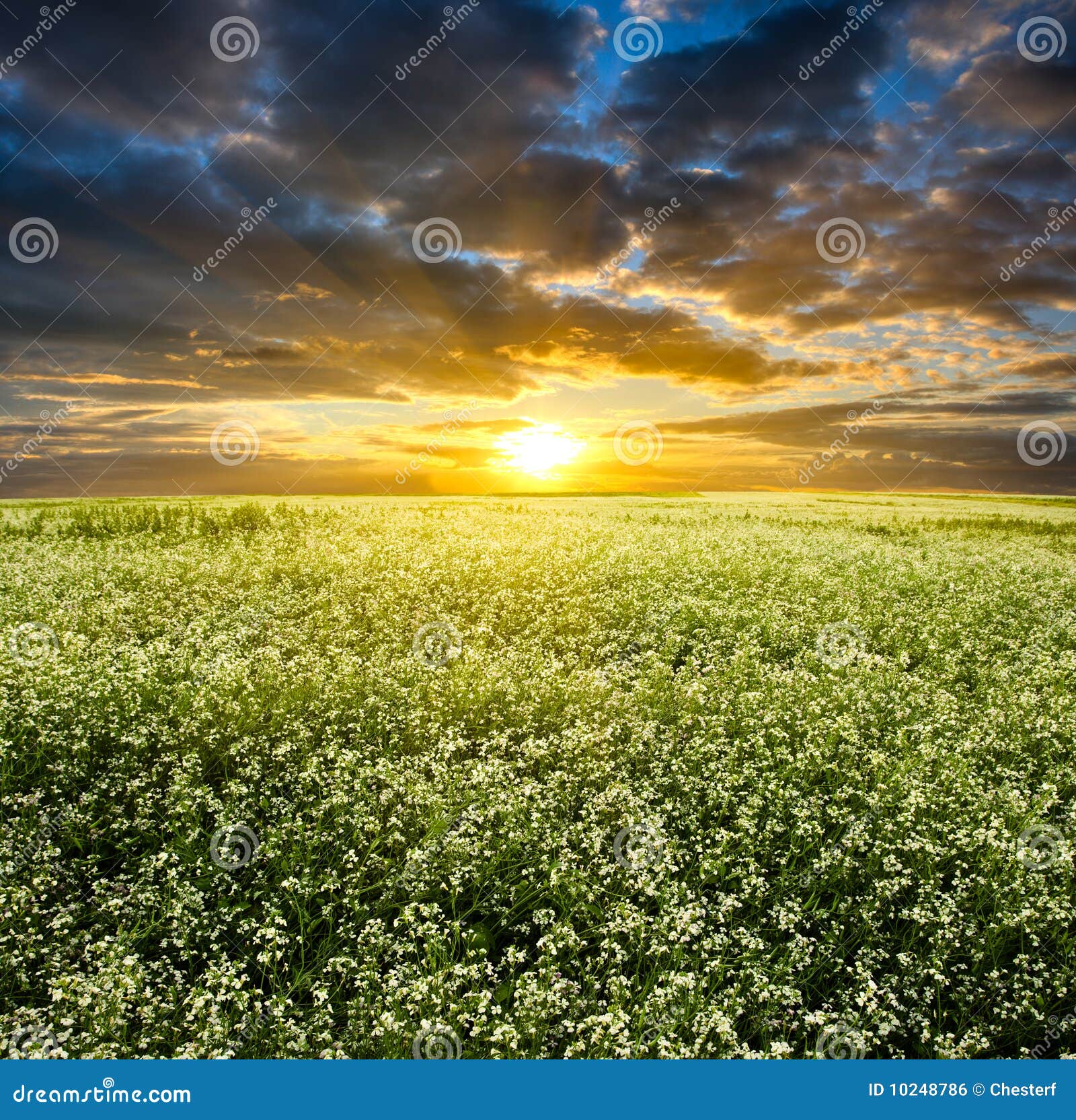 Sunset Over Blooming White Field Stock Photo - Image of green, nature ...