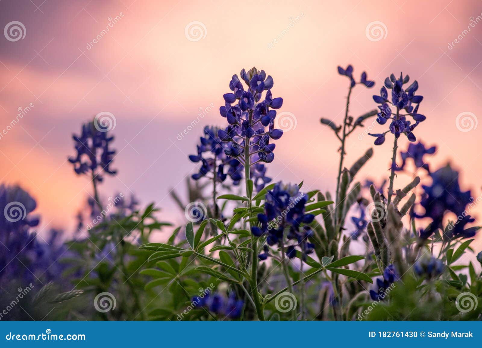 Sunset Over Bluebonnets in Texas with Warm Glow Stock Photo - Image of ...