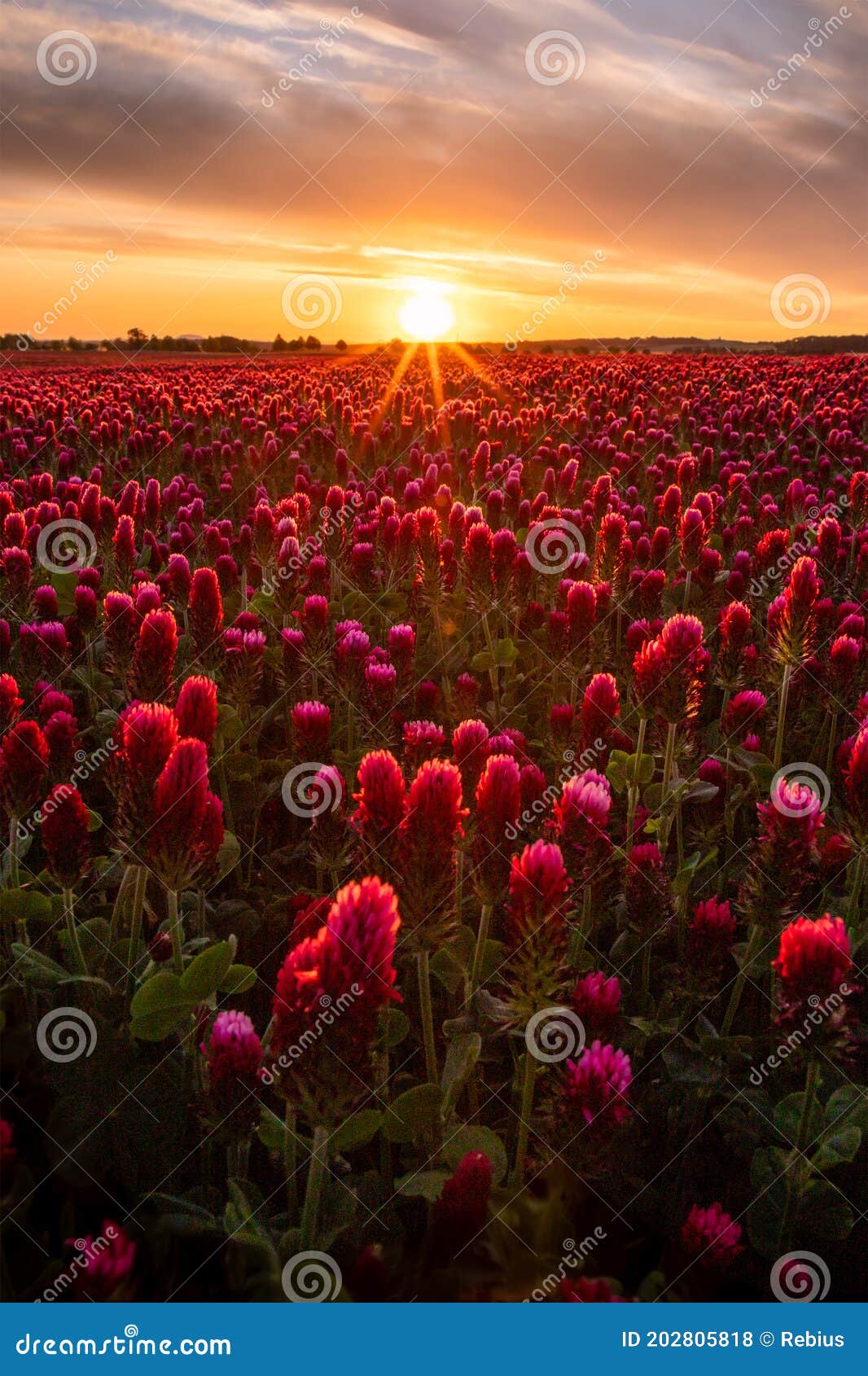 Sunset over clover stock photo. Image of nonurban, beauty - 202805818