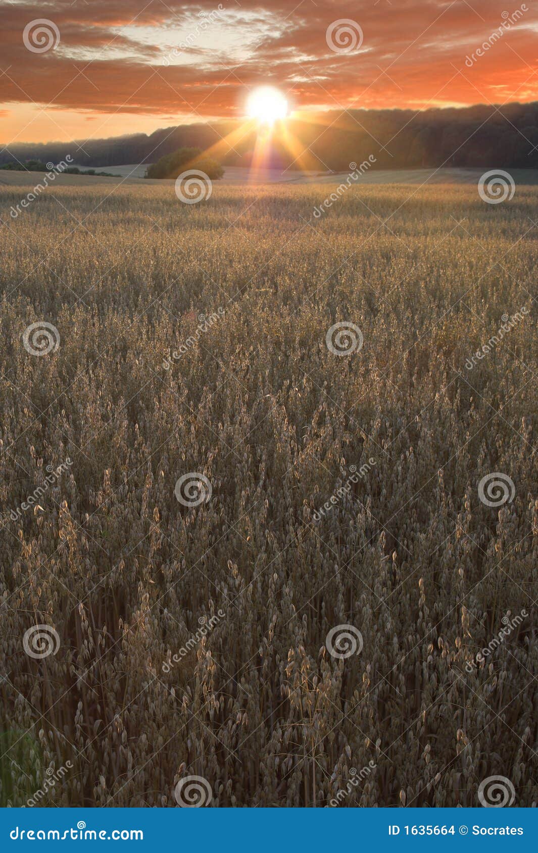 Sunset over corn field stock photo. Image of field, plant - 1635664