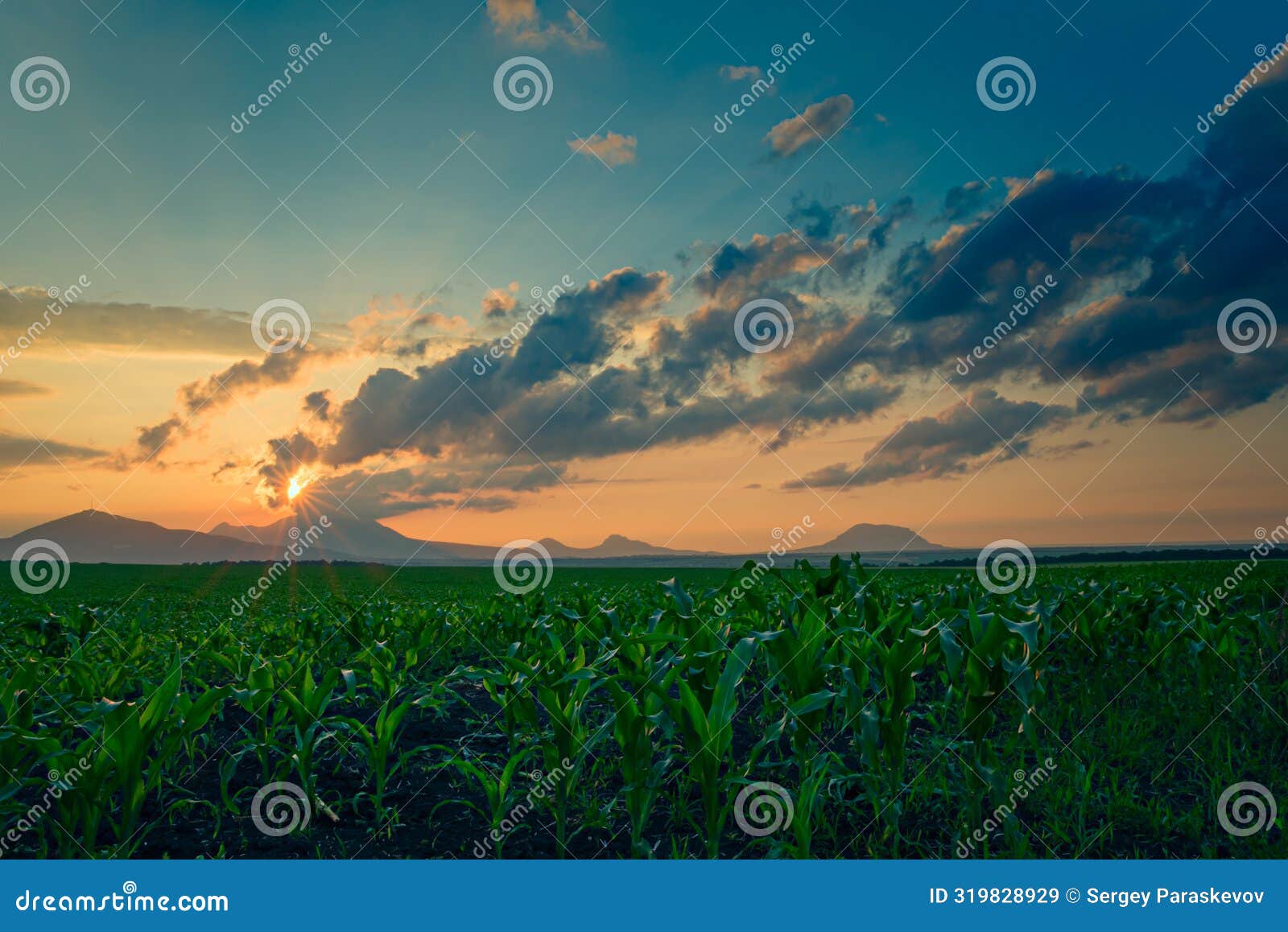 Sunset Over the Corn Field and Mais Stock Image - Image of agriculture ...