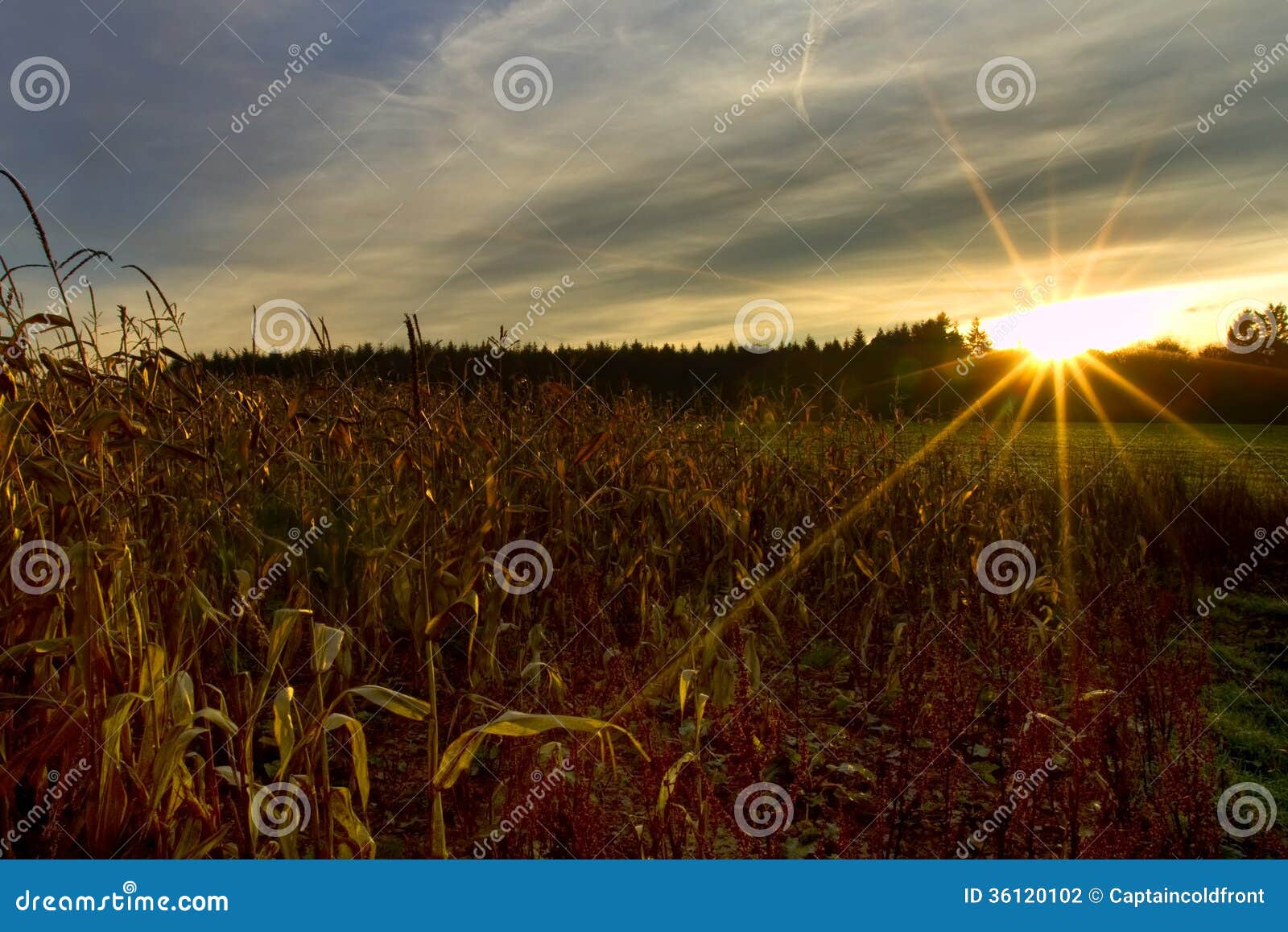 Sunset over corn field stock photo. Image of light, sunset - 36120102