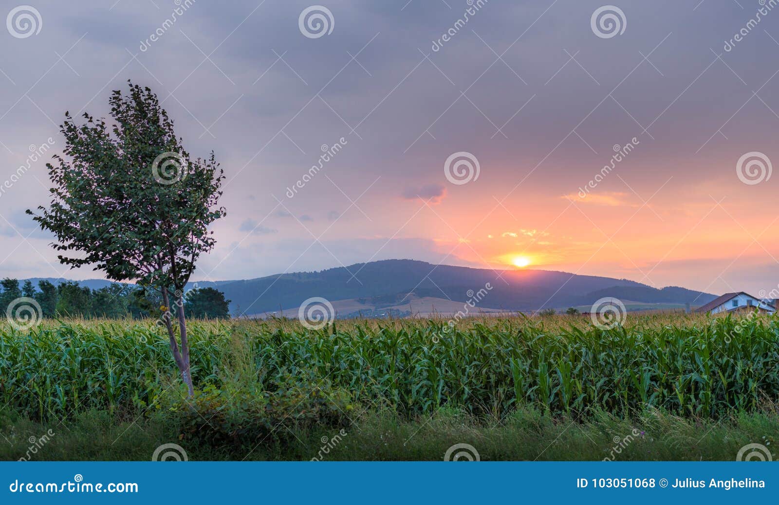 Sunset over corn field stock photo. Image of cornfield - 103051068