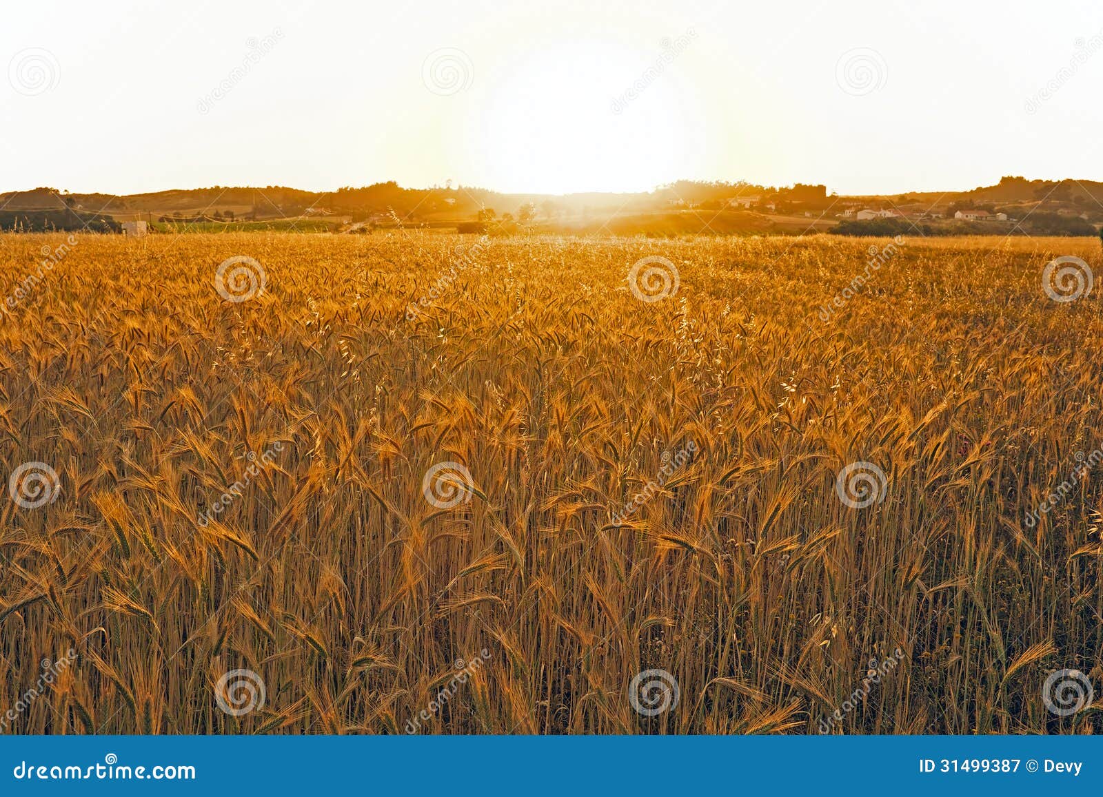 Sunset Over the Corn Fields Stock Image - Image of colorful, bright ...