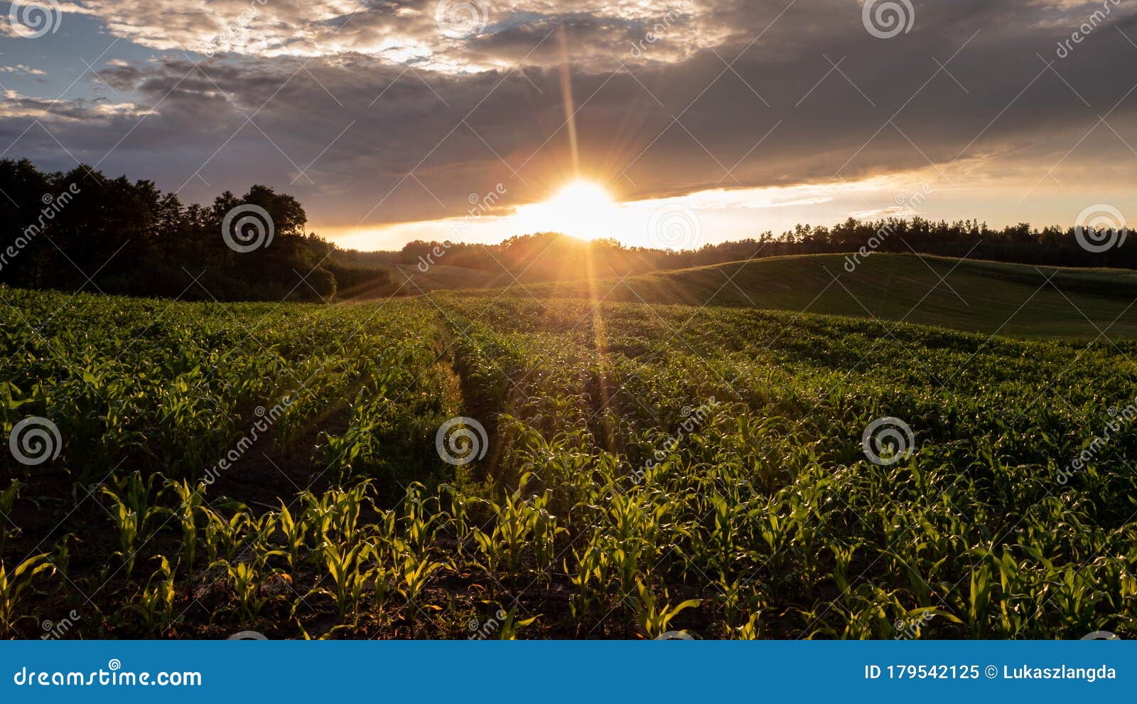 Sunset Over the Corn Fields Stock Image - Image of tree, corn: 179542125