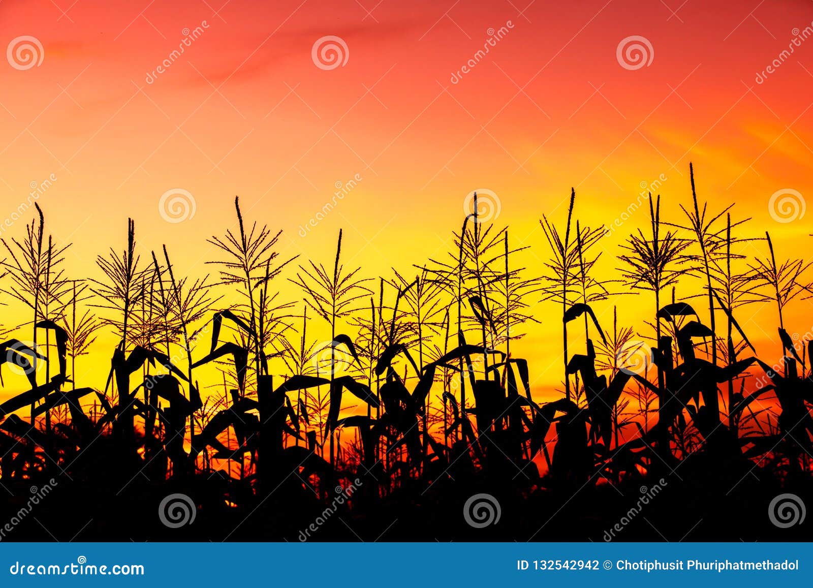 Field of Corn in the at Sunset Over All the Stalks of Corn Stock Photo ...