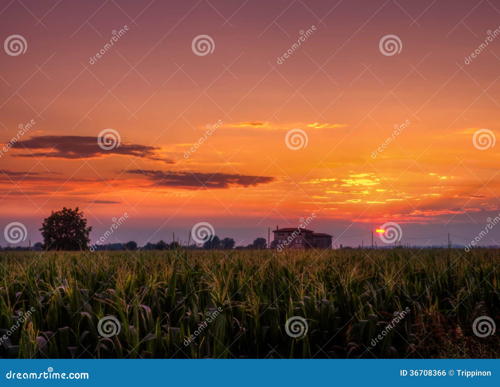 Sunset over cornfield stock photo. Image of sony, italia - 36708366