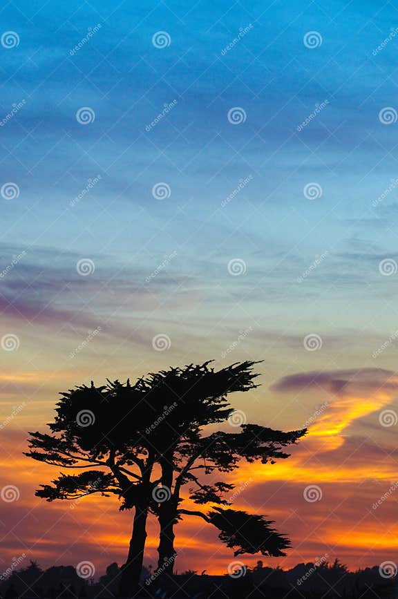 Sunset over Cypress stock photo. Image of grove, trees - 17485972