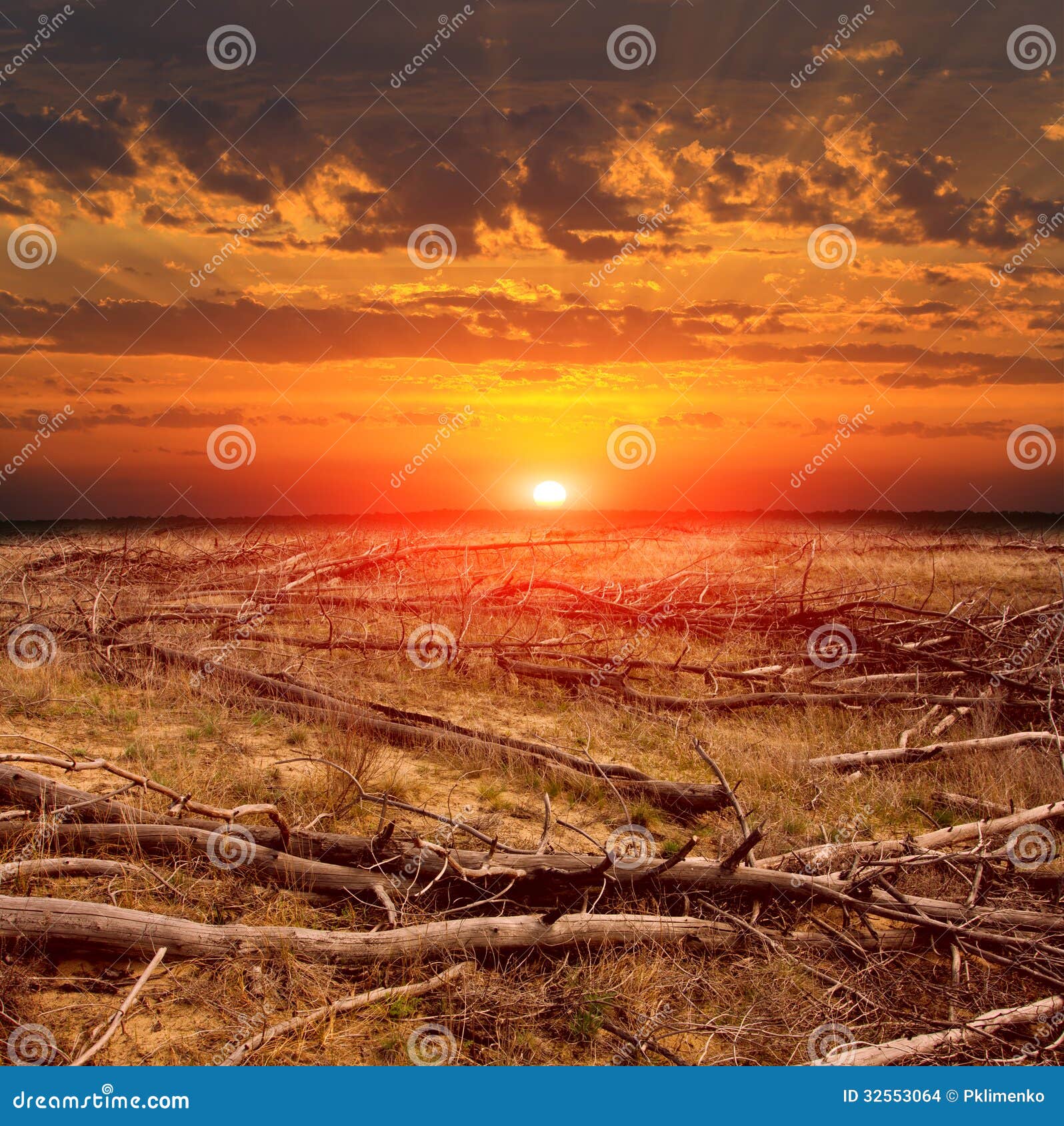 Sunset over dead forest stock photo. Image of dramatically - 32553064