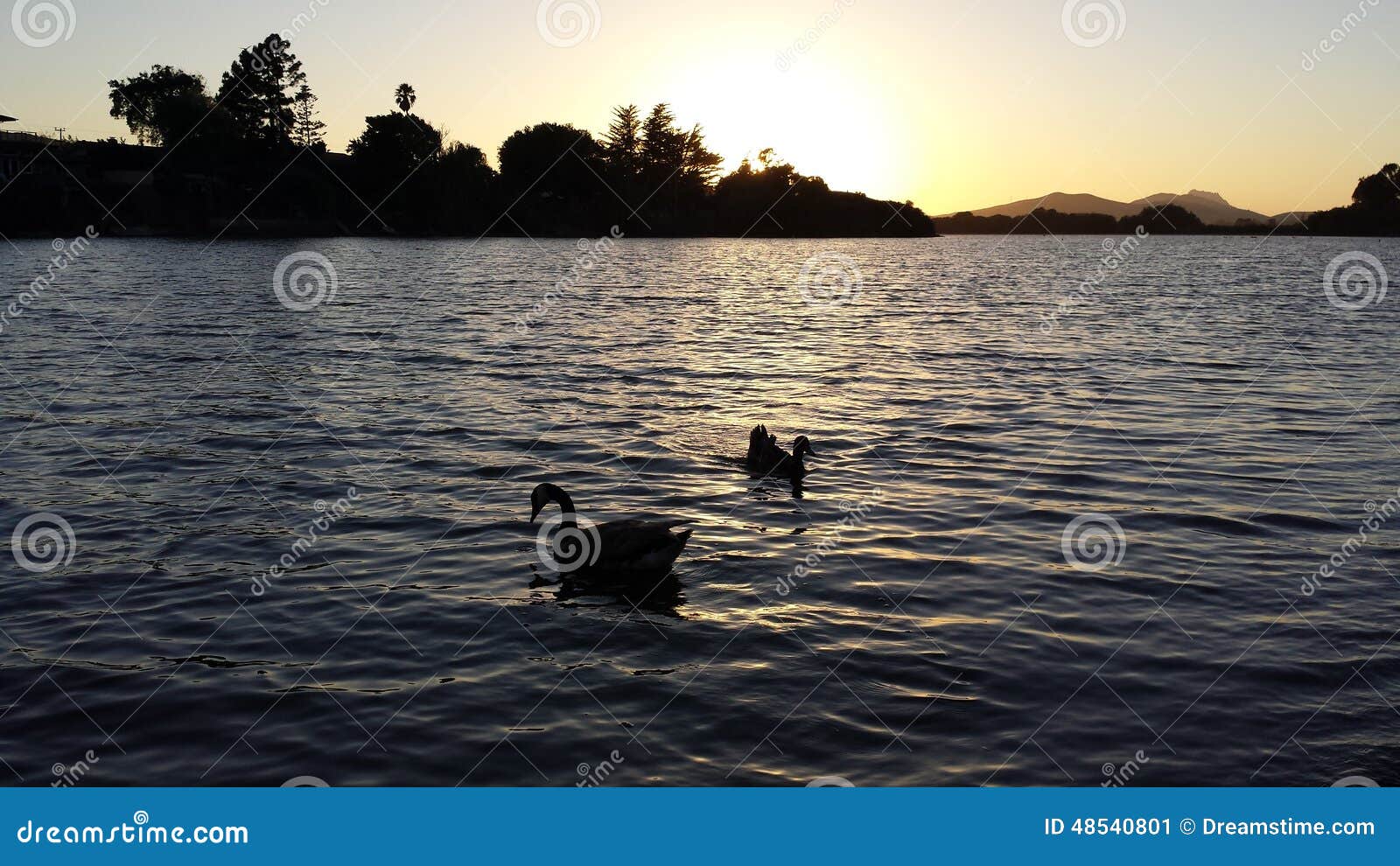 Sunset over duck stock image. Image of lake, duck, sunset - 48540801