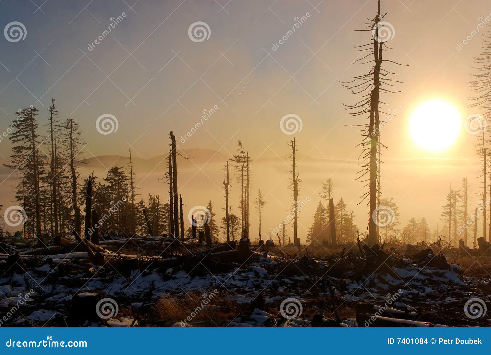 Sunset over fallen forest stock photo. Image of fallen - 7401084
