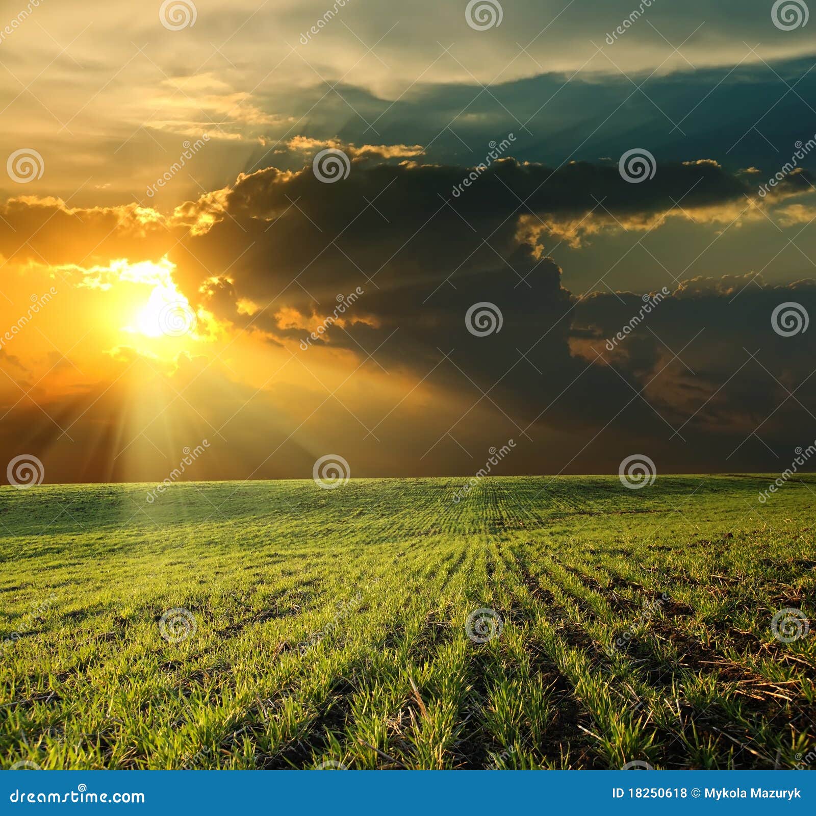Sunset over field stock photo. Image of grass, flora - 18250618