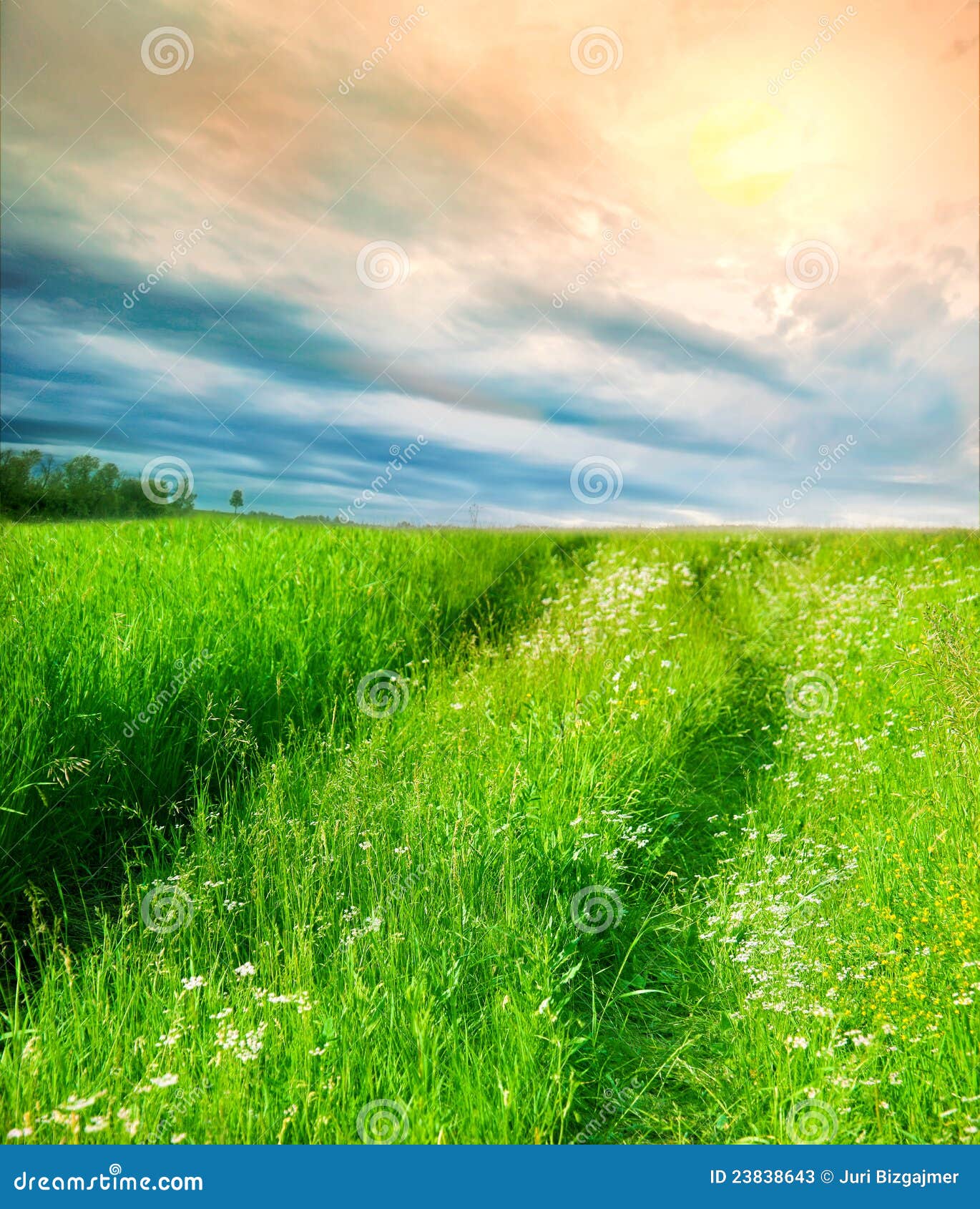 Sunset over field stock image. Image of green, plant - 23838643