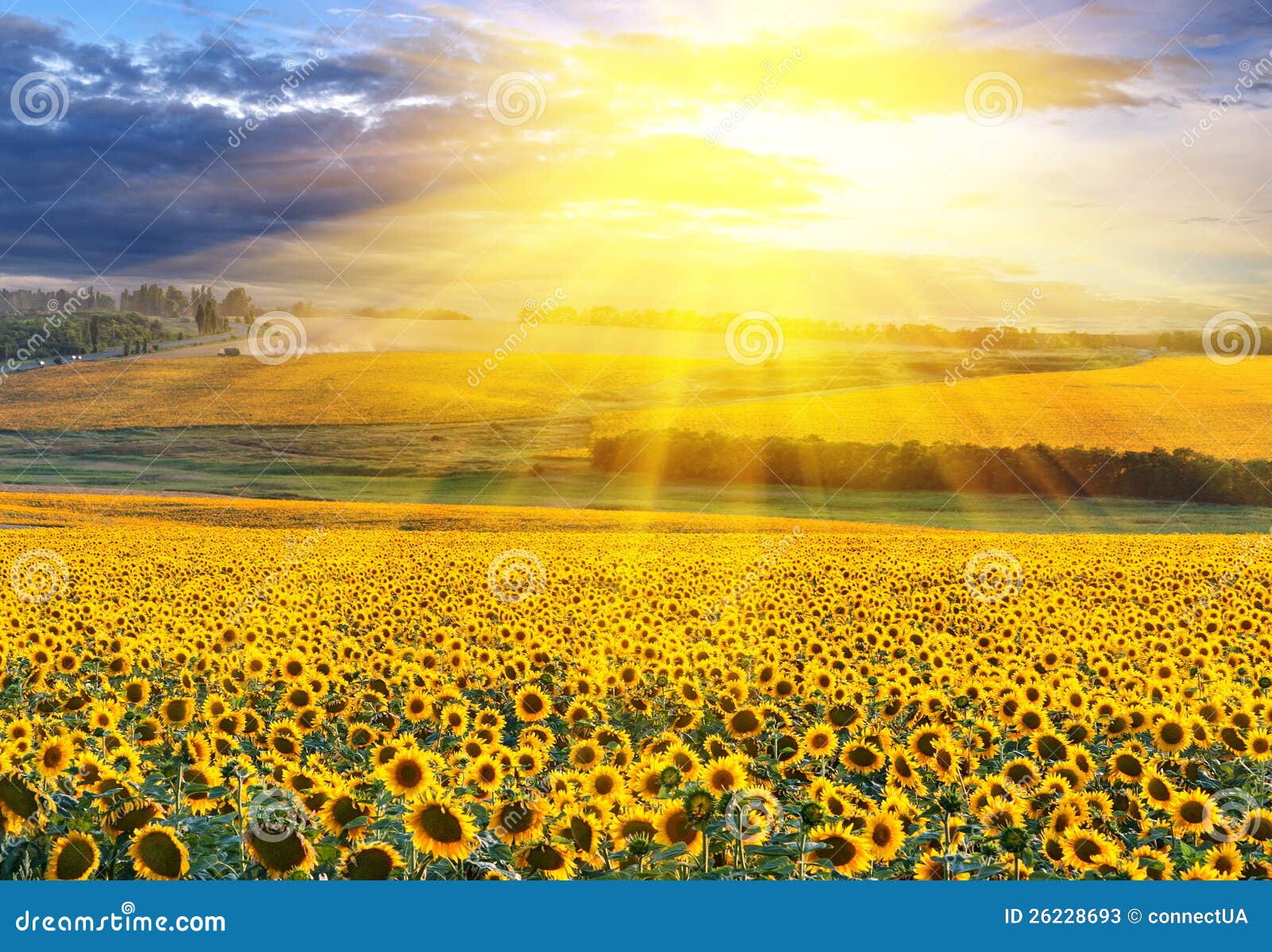 Sunset over the field stock image. Image of background - 26228693