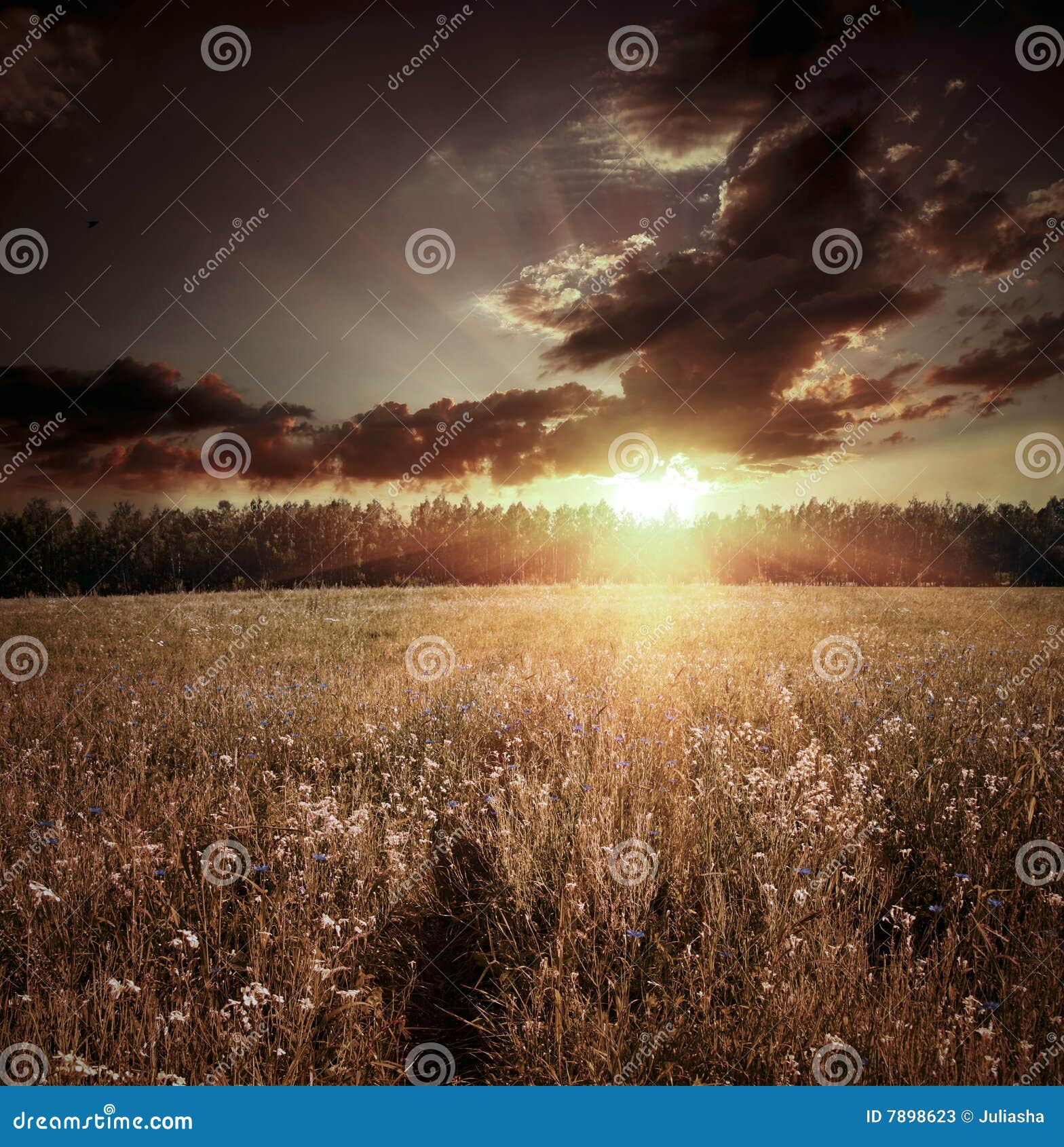 Sunset over field stock image. Image of autumn, yellow - 7898623