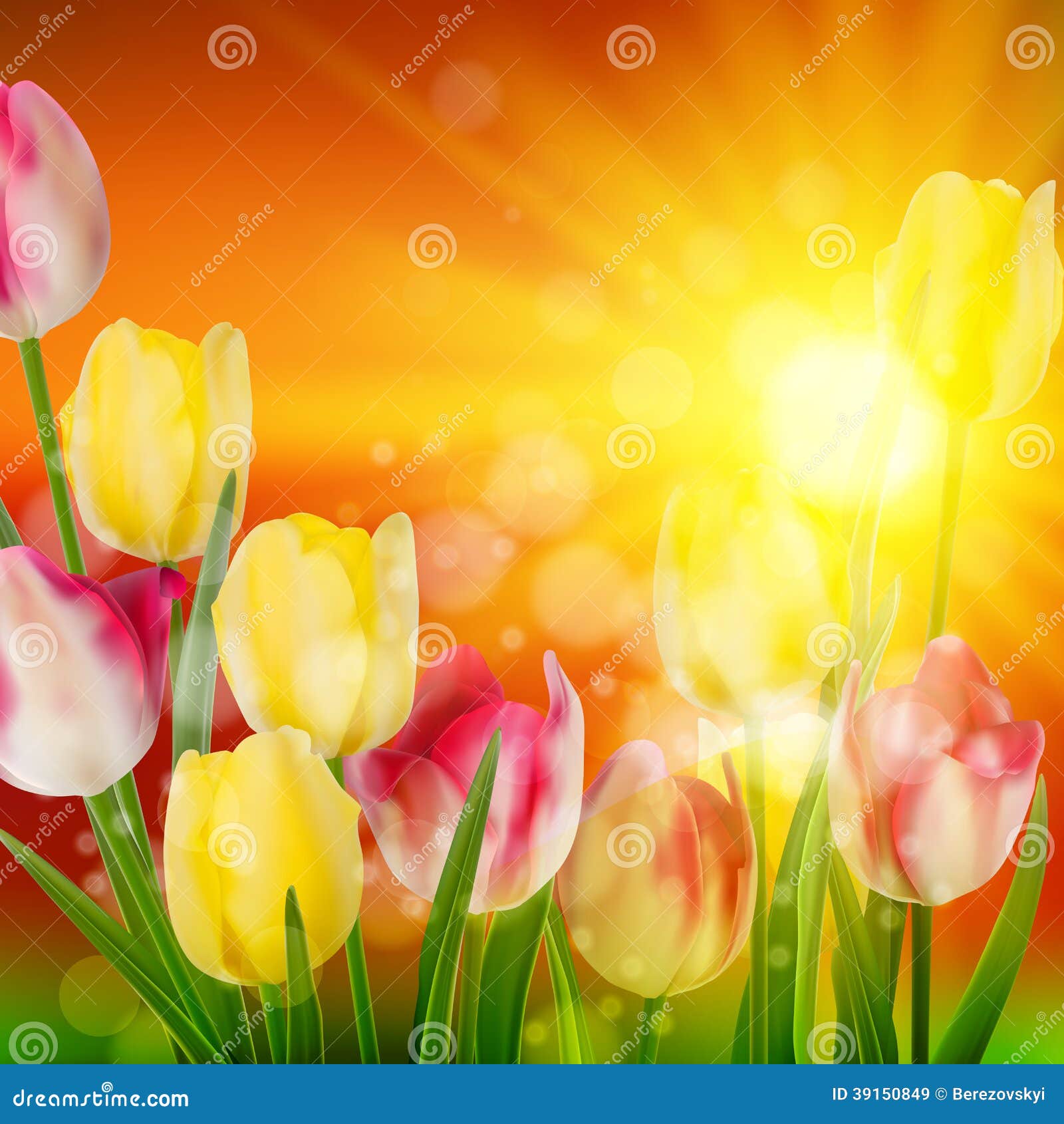 Sunset Over Field of Colorful Tulip. EPS 10 Stock Vector - Illustration ...