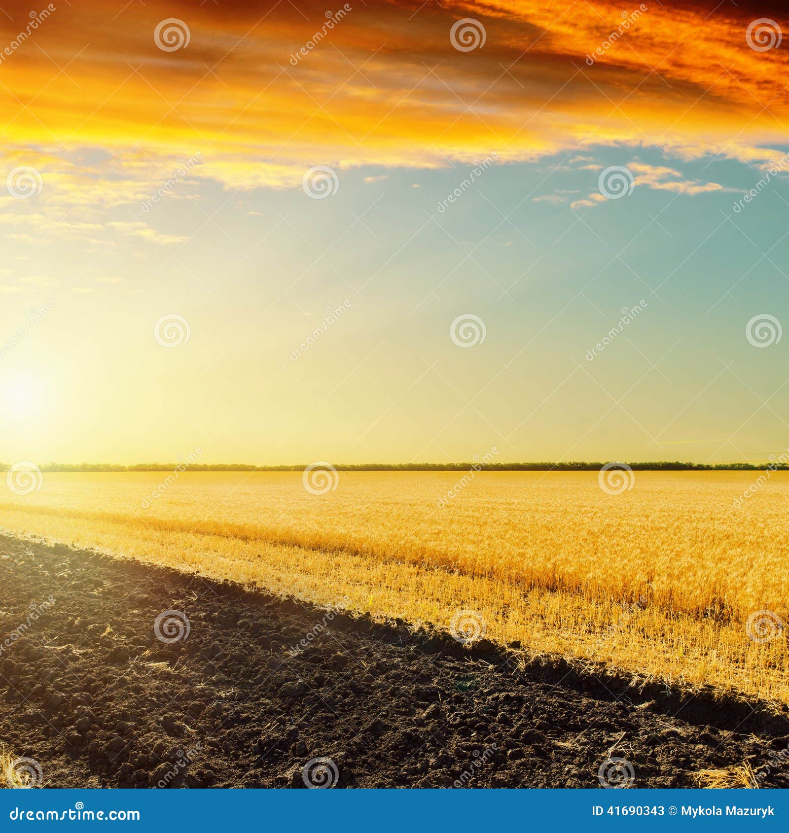 Sunset Over Field with Golden Harvest Stock Image - Image of meadow ...