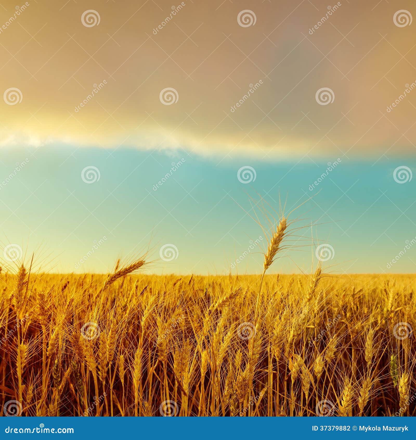 Sunset Over Field with Golden Harvest Stock Photo - Image of blue ...