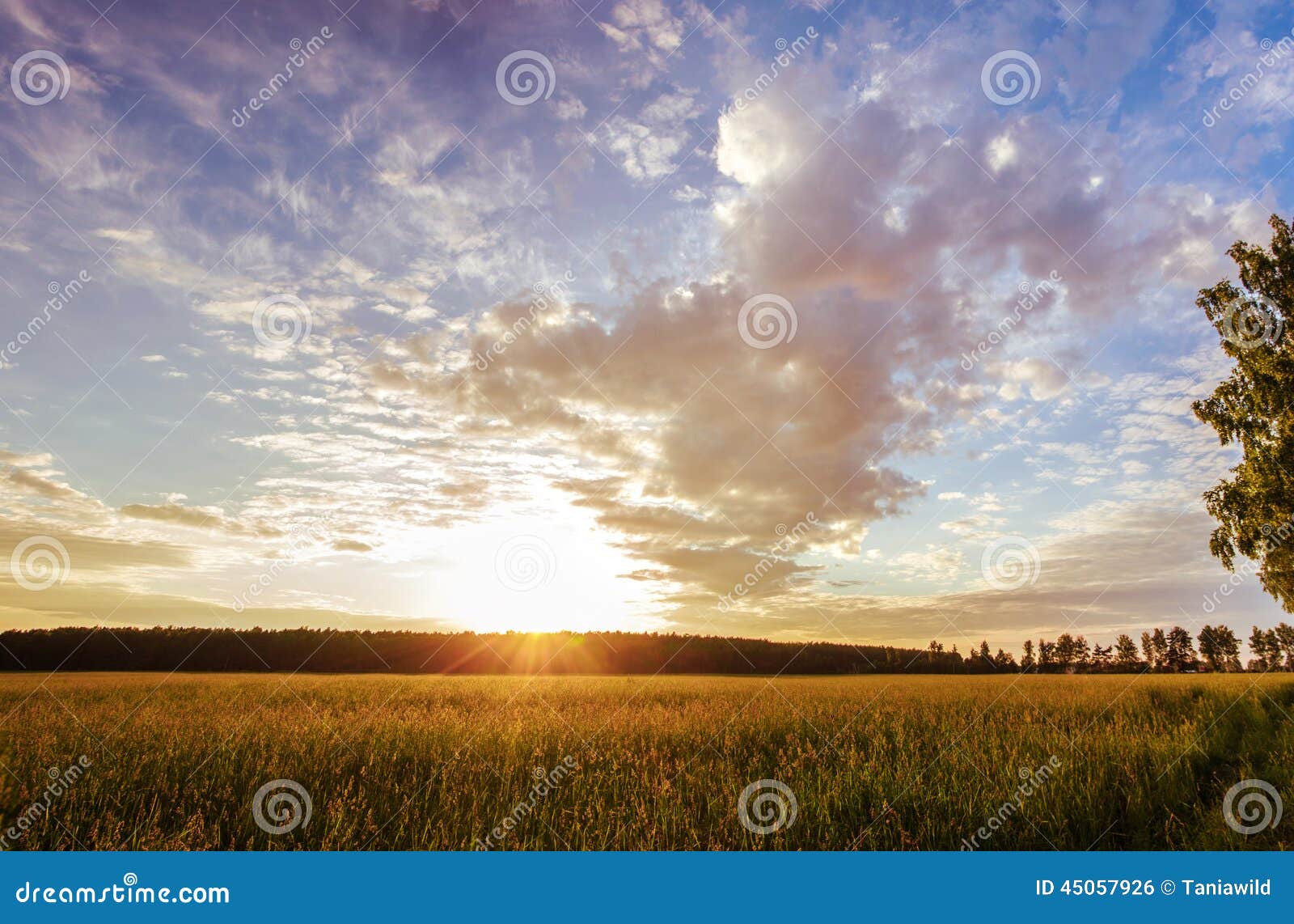 Sunset over the field stock photo. Image of crop, field - 45057926