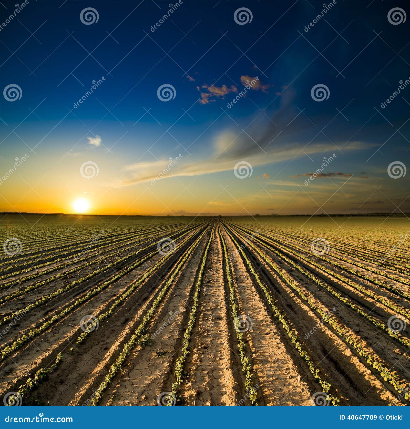 Sunset Over Field of Green Soya Bean Stock Image - Image of nature ...
